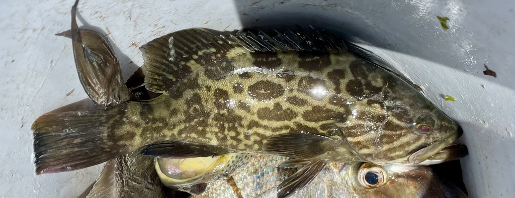 Gulf Grouper in April 2024 by Rafael Paredes Montesinos · iNaturalist