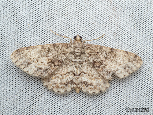 Photo 365557571, (c) Nicky Bay, all rights reserved, uploaded by Nicky ...