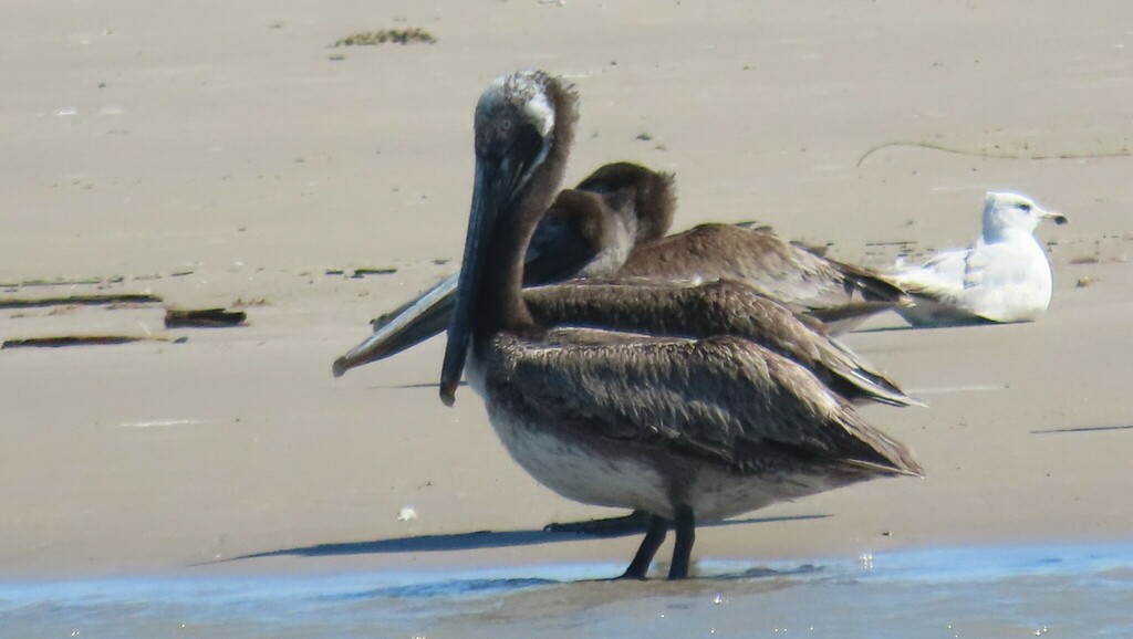 Brown Pelican from Calhoun County, TX, USA on April 11, 2024 at 11:20 ...