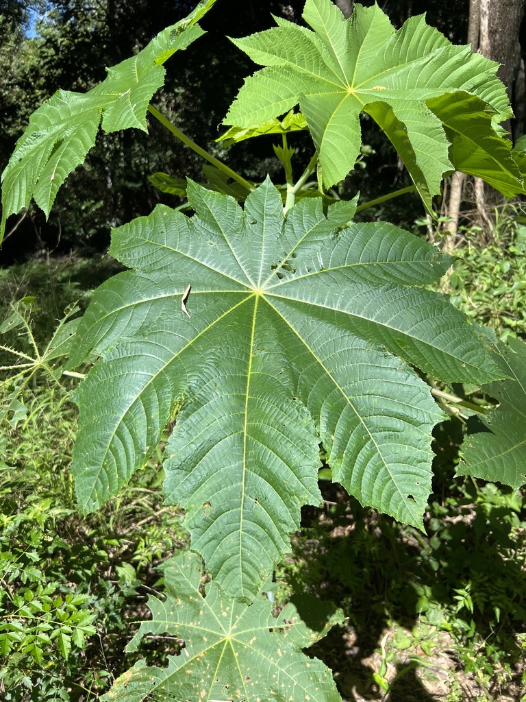 castor bean from Light Line Link Break, Lake Manchester, QLD, AU on ...