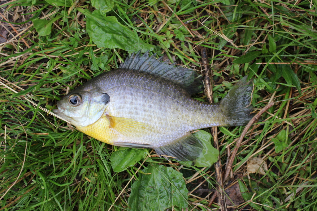 Bluegill from Royal Lake Park, 5344 Gainsborough Dr, Fairfax, VA 22032 ...