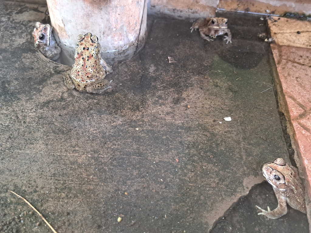 Asian Common Toad from 11-27, Gavaravaram, Vidya Nagar, Eluru, Andhra ...