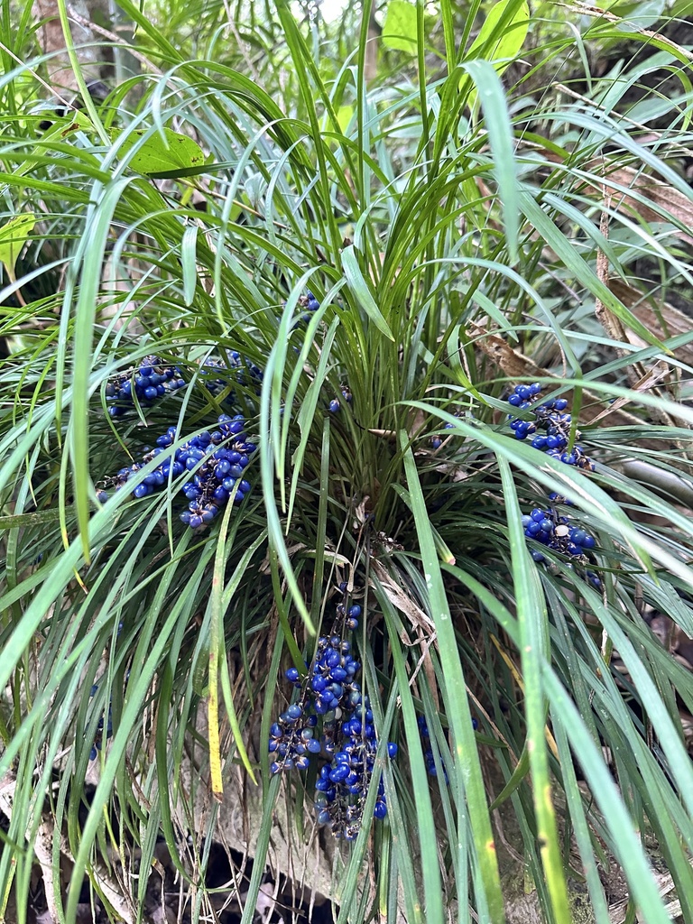 Dwarf Lily-turf from 臺灣島, 壽豐鄉, HUA, TW on March 14, 2024 at 03:31 PM by ...