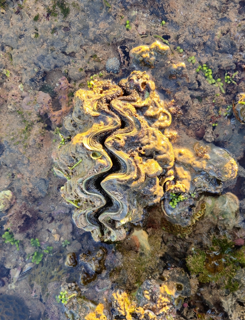 Noah's Giant Clam from Port Hedland WA 6721, Australia on April 12 ...