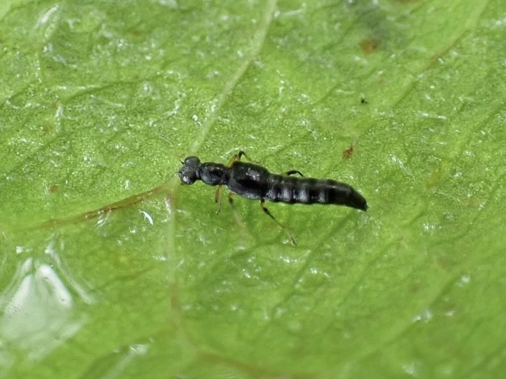 Stenus in April 2024 by King Chan · iNaturalist
