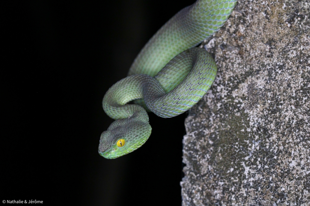 Kramer's Pit Viper from Khlong Wat, Bang Kachao, Phra Pradaeng District ...