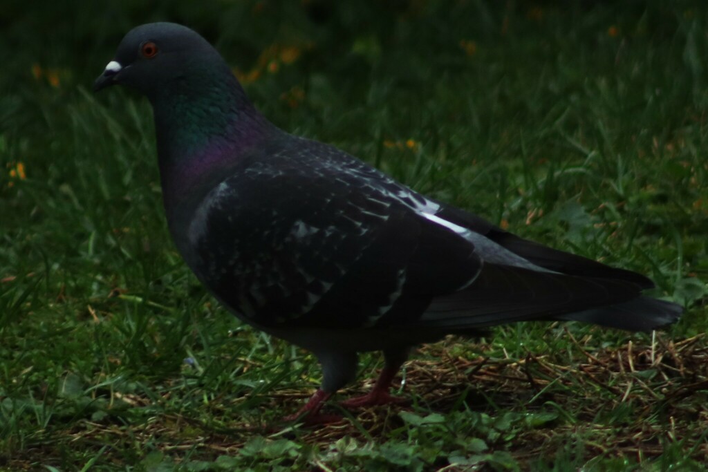Feral Pigeon from Oil City, PA 16301, USA on April 12, 2024 at 07:18 AM ...