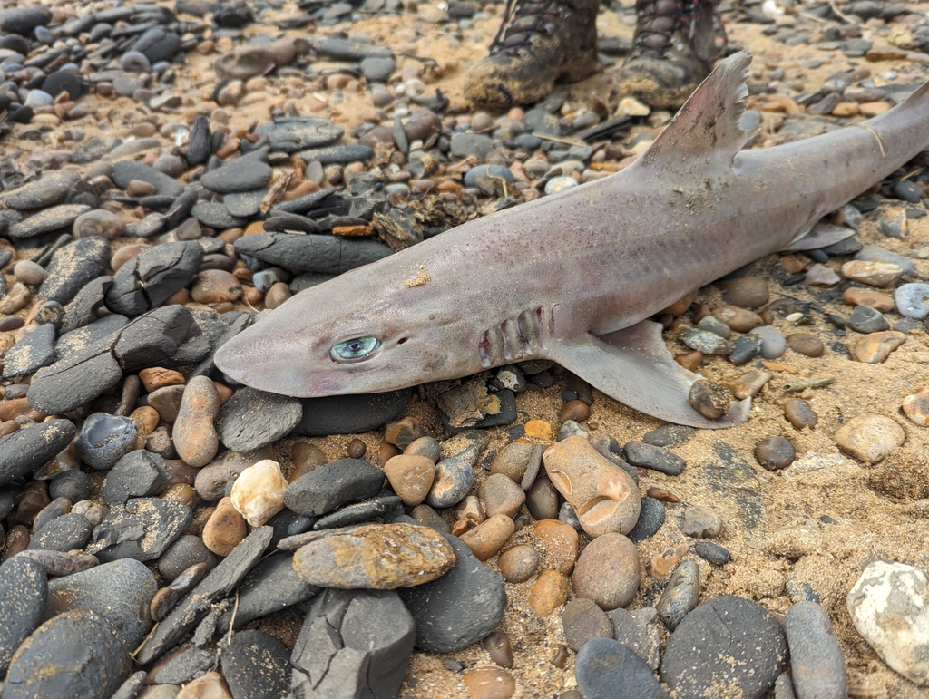 Starry Smooth-hound from Bawdsey, UK on April 12, 2024 at 11:29 AM by ...