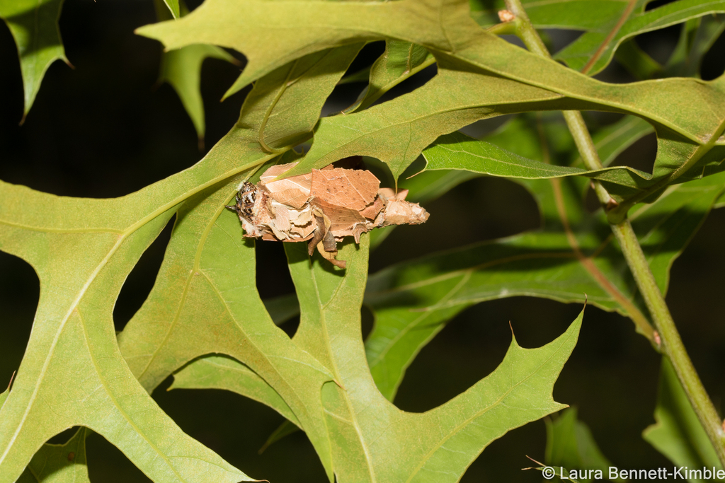 Bagworm Moths from Clermont, FL, USA on April 10, 2024 at 09:28 AM by ...