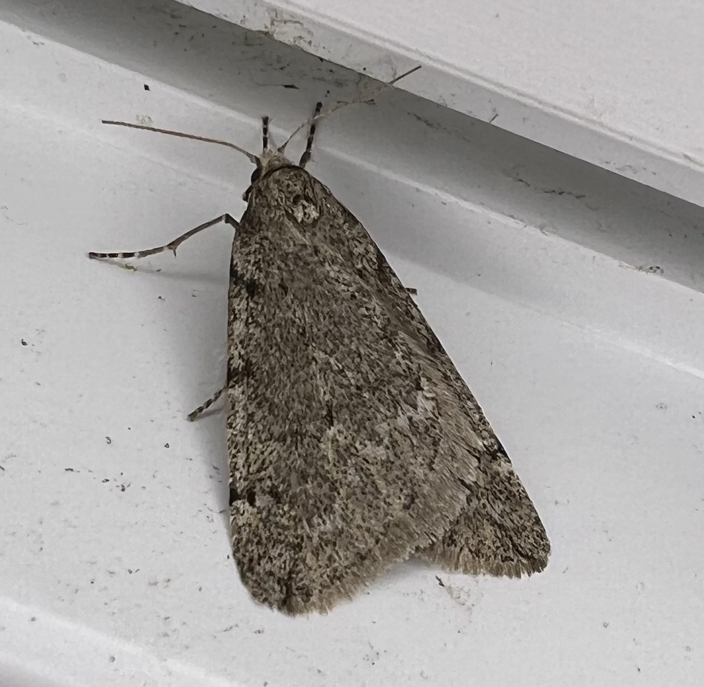Spring Cankerworm Moth from Ashford Dr, Plover, WI, US on April 11 ...