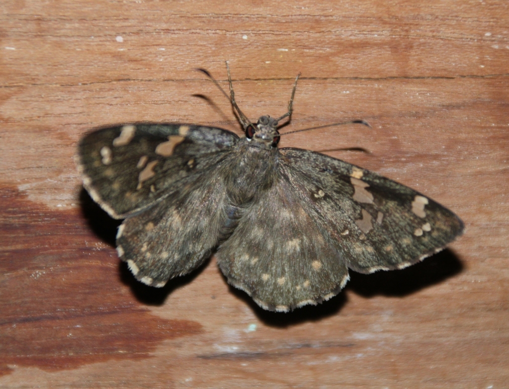 Malabar Spotted Flat from Chaurakund, Maharashtra, India on April 10 ...