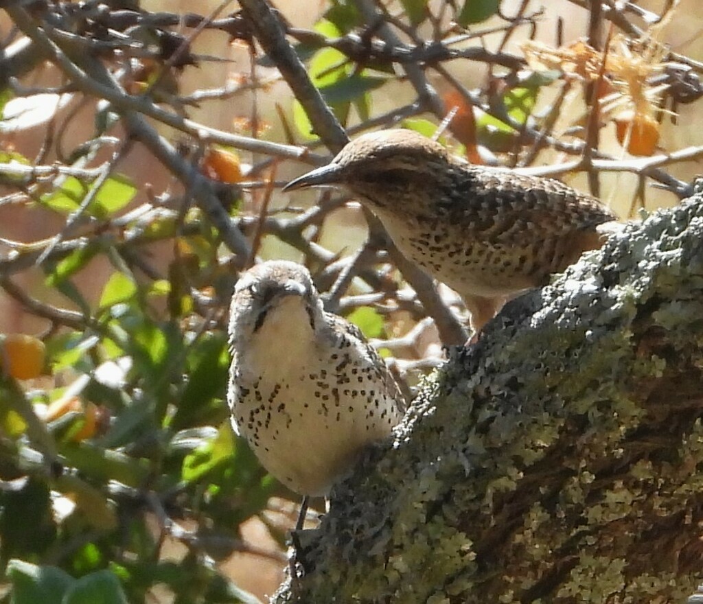 Spotted Wren from Mil Cumbres, 58254 Morelia, Mich., México on April 11 ...