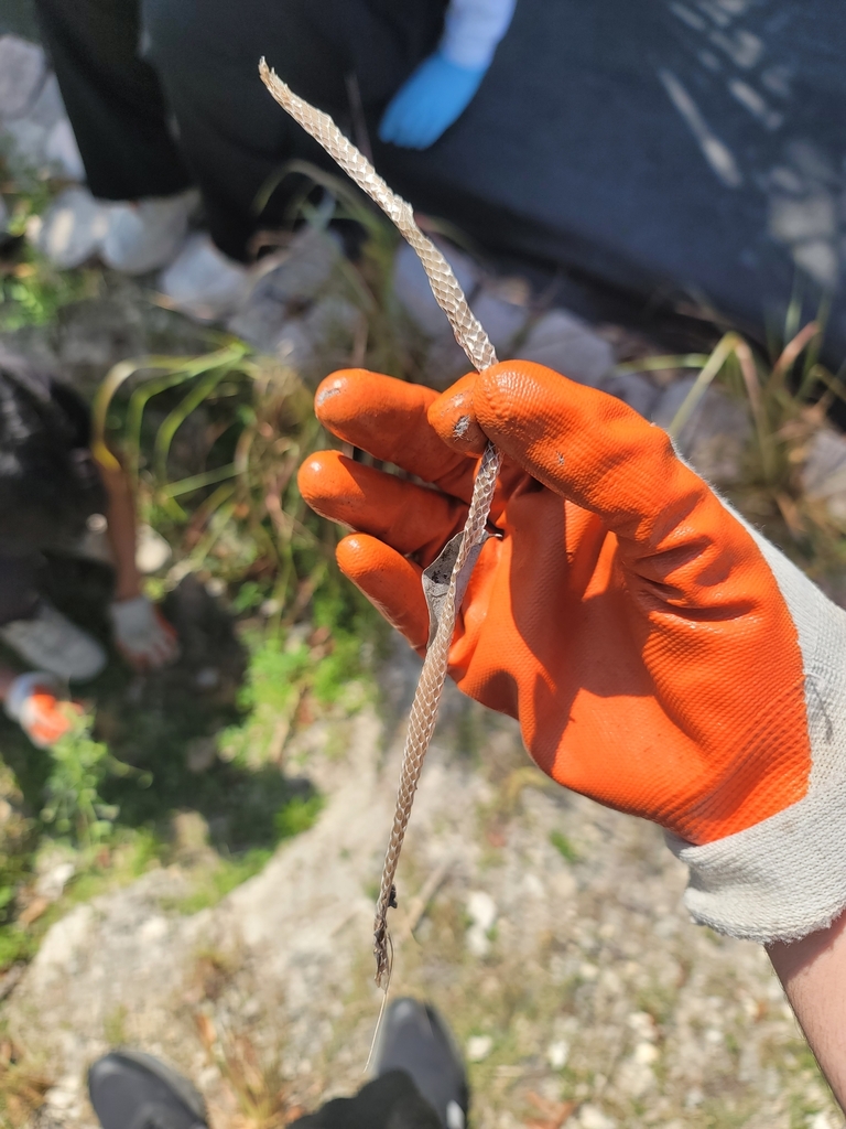 Colubrine Snakes from Richmond Heights, FL, USA on April 12, 2024 at 11 ...