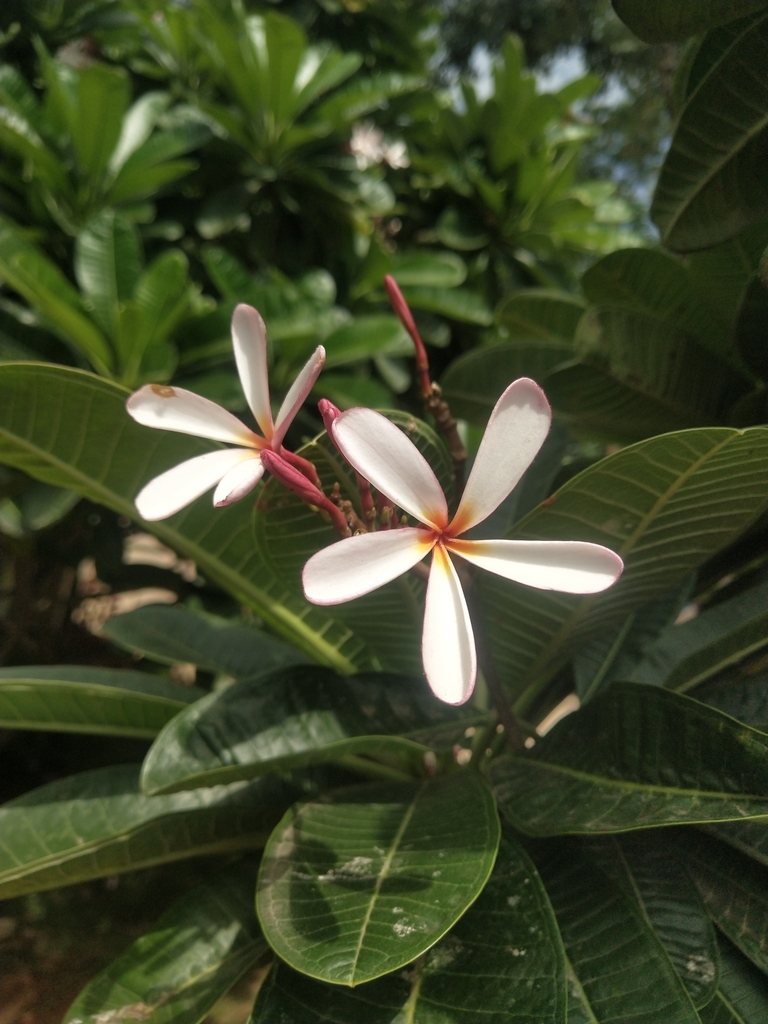Frangipani trees from V224+HM Bogolu farmlands, Rama Chandra Puram ...