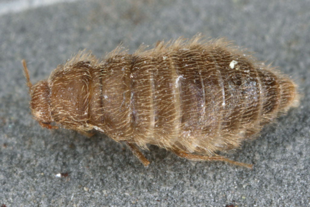 Odd Beetle from Andritz, Graz, Österreich on March 31, 2024 at 07:26 PM ...