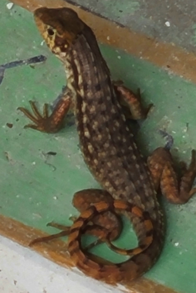 Northern Curly-tailed Lizard from North Central, Hollywood, FL 33020 ...