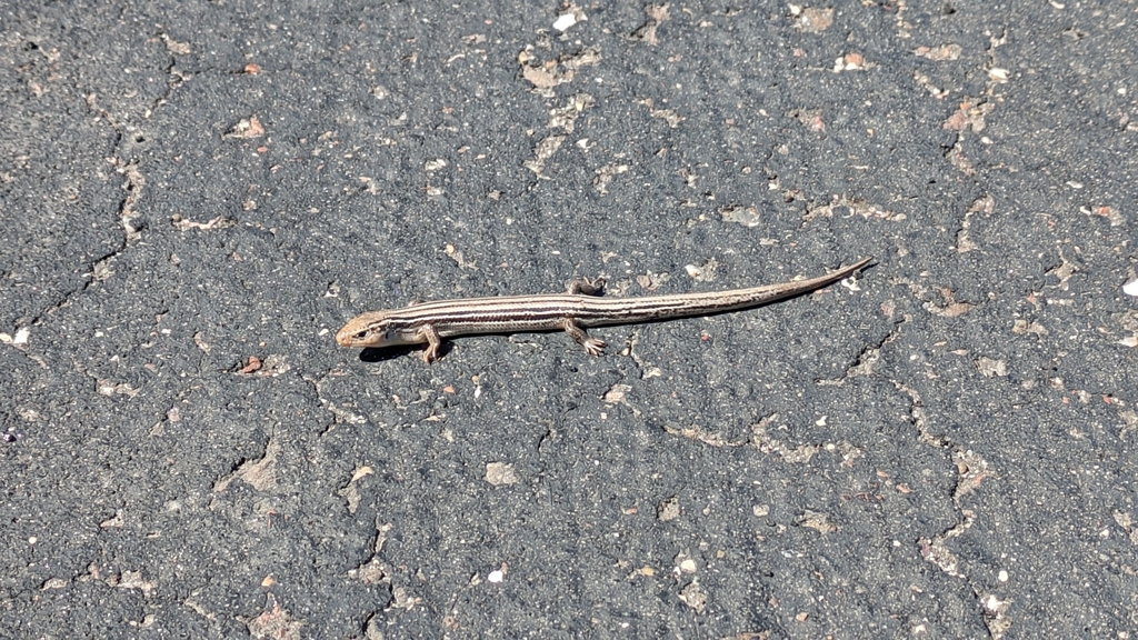 Northern Prairie Skink from Champlin, MN 55316, USA on April 12, 2024 ...