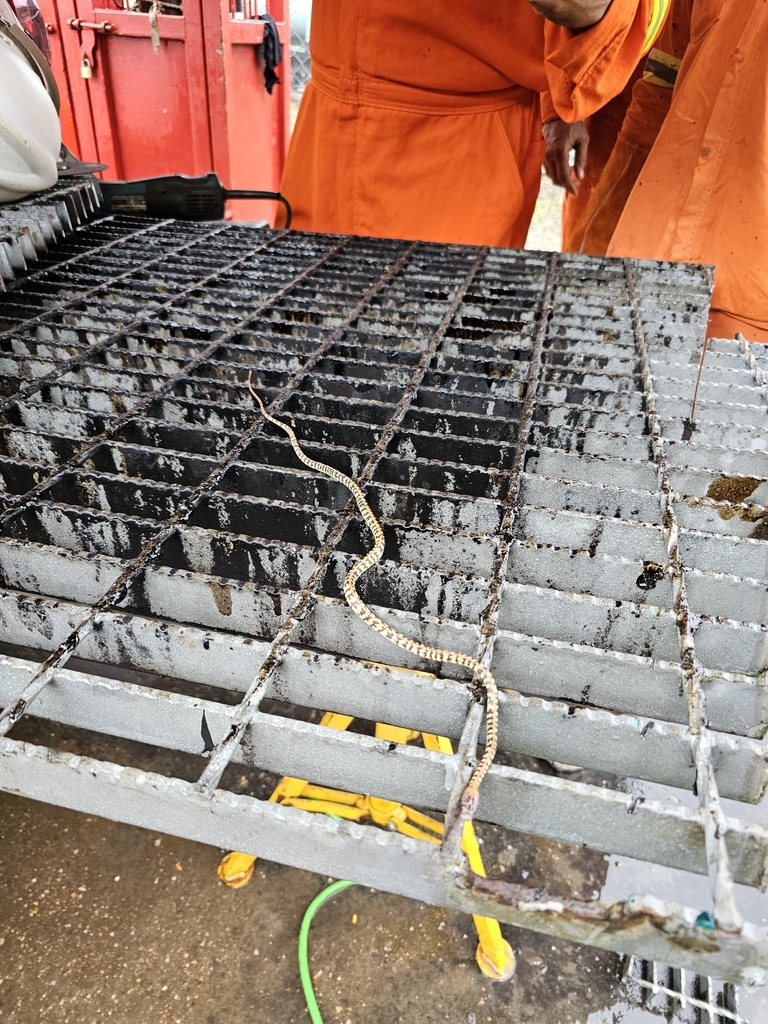 Panama Spotted Night Snake from Siparia, TT on November 29, 2023 at 11: ...