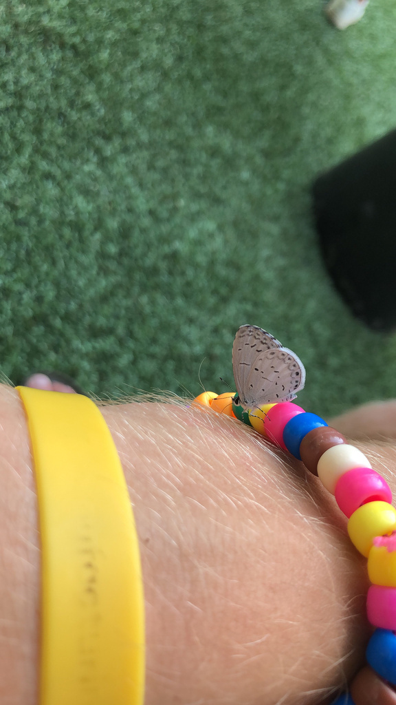 Holarctic Azures from E Walnut St, Westerville, OH, US on June 10, 2023 ...