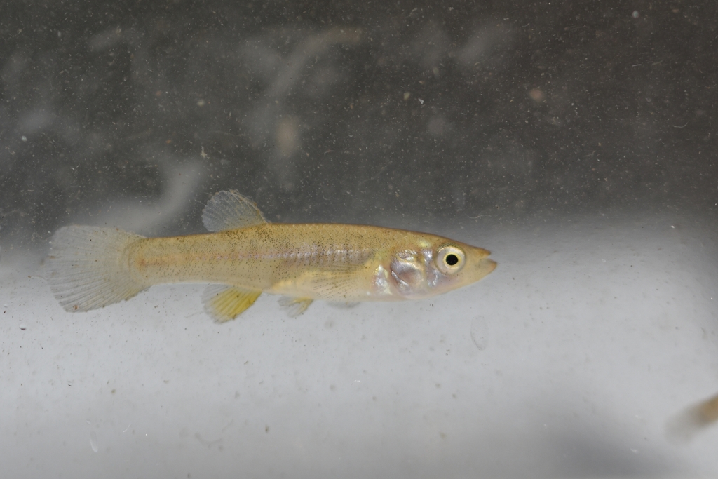 Gulf Killifish from Manatee County, FL, USA on March 26, 2024 at 02:47 ...