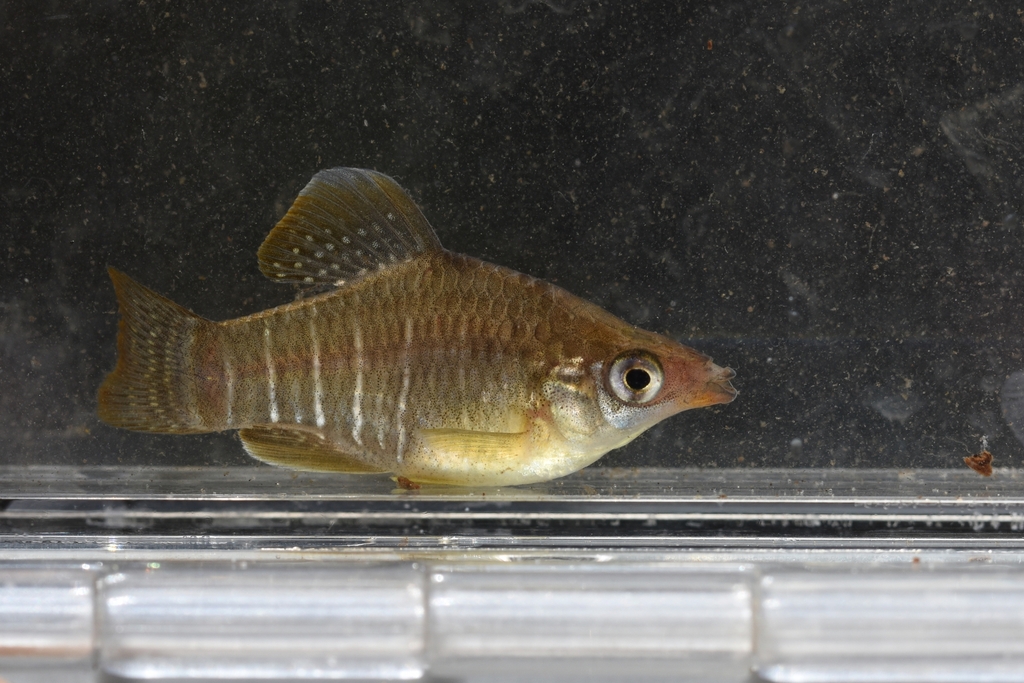 Diamond Killifish from Manatee County, FL, USA on March 26, 2024 at 03: ...