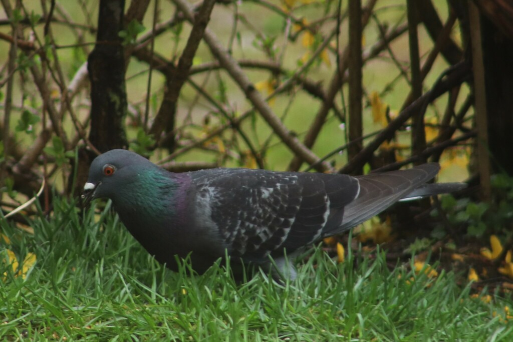 Feral Pigeon from Oil City, PA 16301, USA on April 12, 2024 at 02:57 PM ...