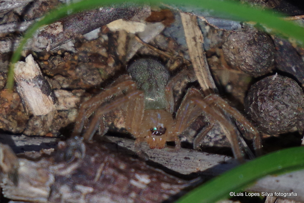 Entelegyne Spiders from 8200 Albufeira, Portugal on April 12, 2024 at ...