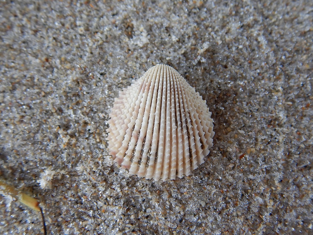 Florida Prickly Cockle from Riviera Beach, FL, USA on April 12, 2024 at ...