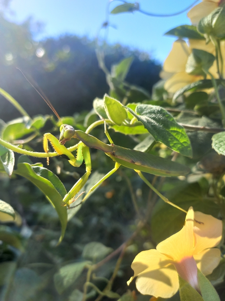 Flag Mantis from Greater Plettenberg Bay, South Africa on March 30 ...