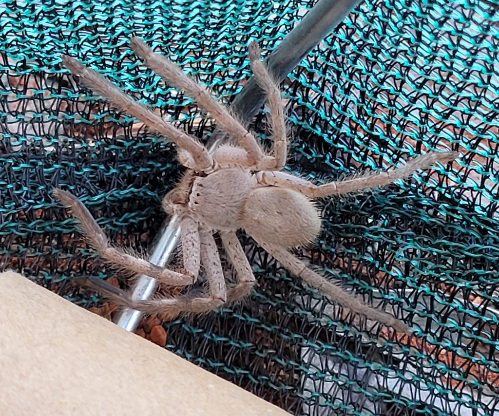 Isopedella in April 2024 by Chadley Beranek · iNaturalist