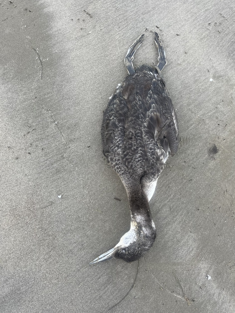 Common Loon from Mustang Island, Corpus Christi, TX, US on April 12 ...