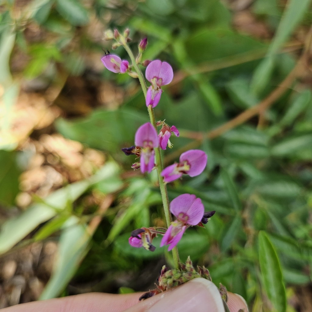 creeping beggarweed from Spring Mountain QLD 4300, Australia on April ...