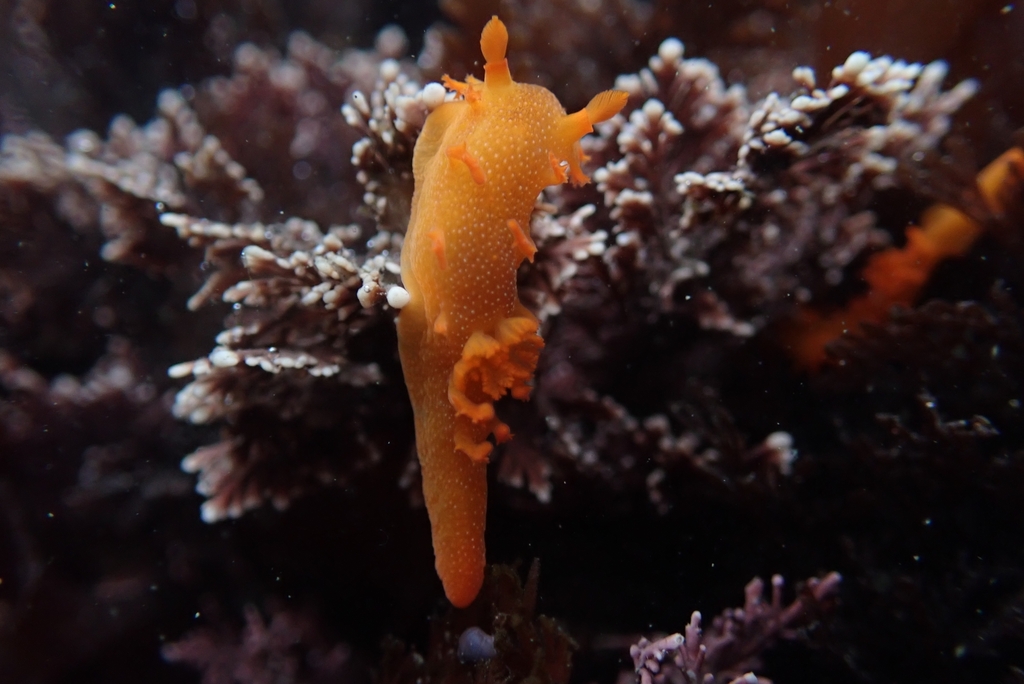 Spotted Dorid from El Granada, CA, USA on April 11, 2024 at 07:06 AM by ...