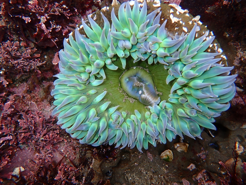 Giant Green Anemone from Mavericks Beach on April 11, 2024 at 08:13 AM ...