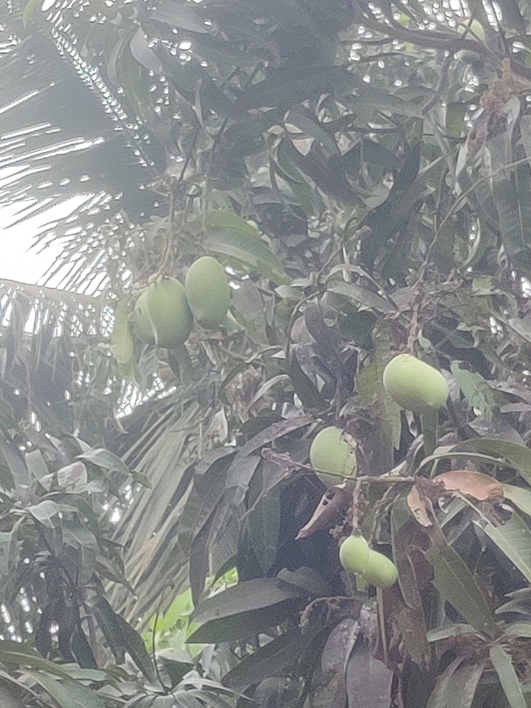 Indian mango from Medhinarao Palem, Andhra Pradesh 534432, India on ...