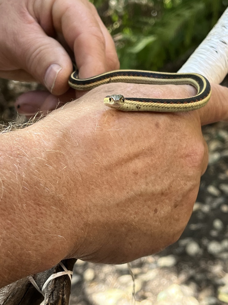 Valley Garter Snake from Pinnacles National Park, Paicines, CA, US on ...