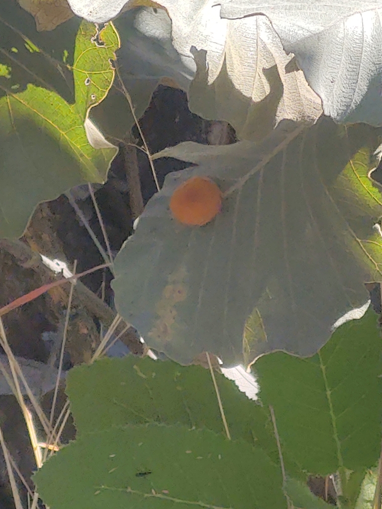 Quercus resinosa from Francisco Corona, El Campesino, 45597 San Pedro ...