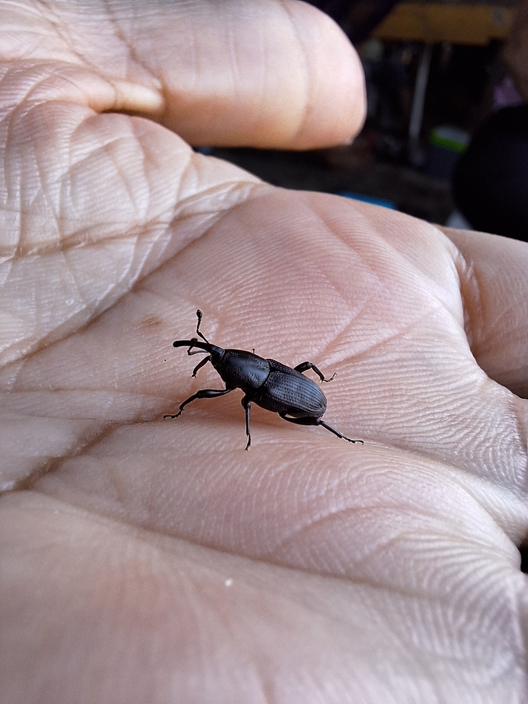 Billbug Weevils from 86460 Tab., México on March 31, 2024 at 03:48 PM ...