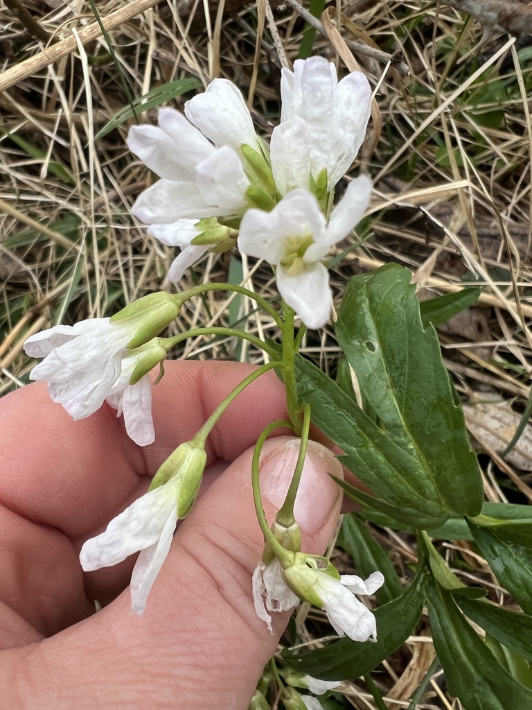 Bittercresses and Toothworts from Trumansburg, NY, US on April 12, 2024 ...