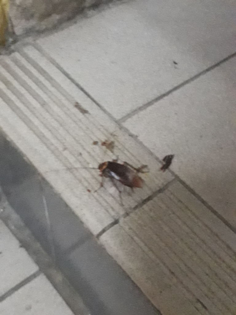American Cockroach from 825, Lingkungan Budi, 50603 Kuala Lumpur ...