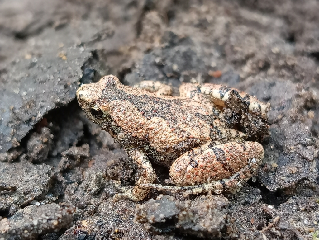 Tarai narrow-mouthed frog from RP46+Q5 Kulpani Park, Gobardiya 22400 ...
