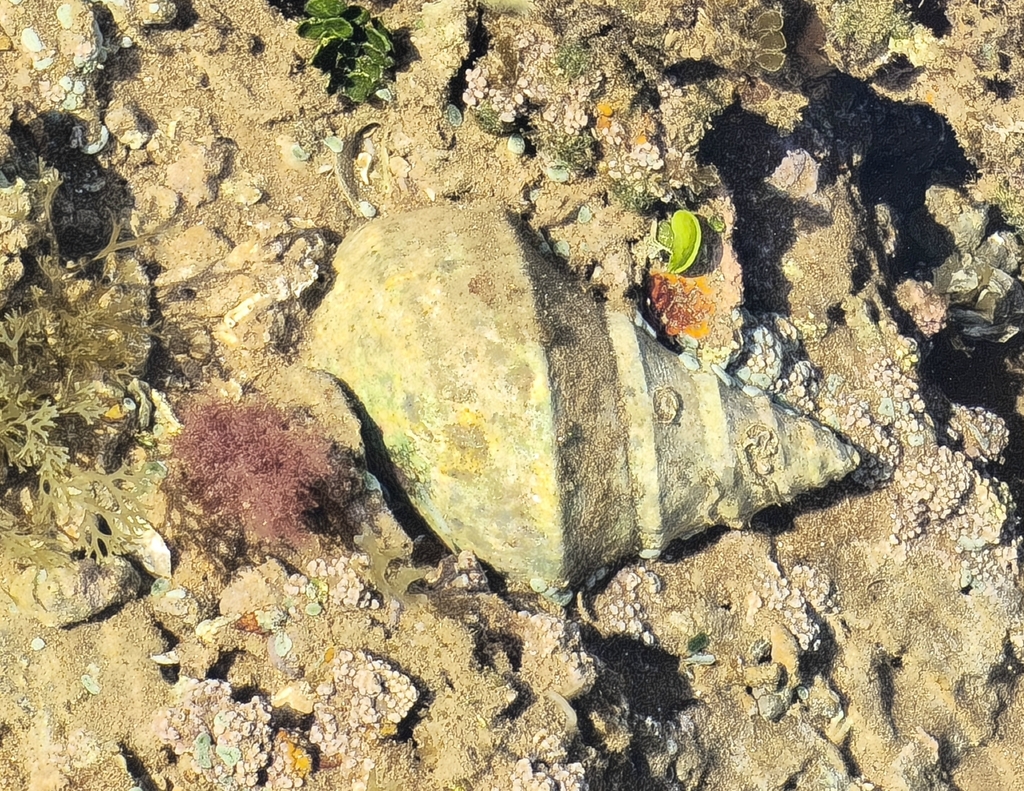 Australian Trumpet from Port Hedland WA 6721, Australia on April 13 ...