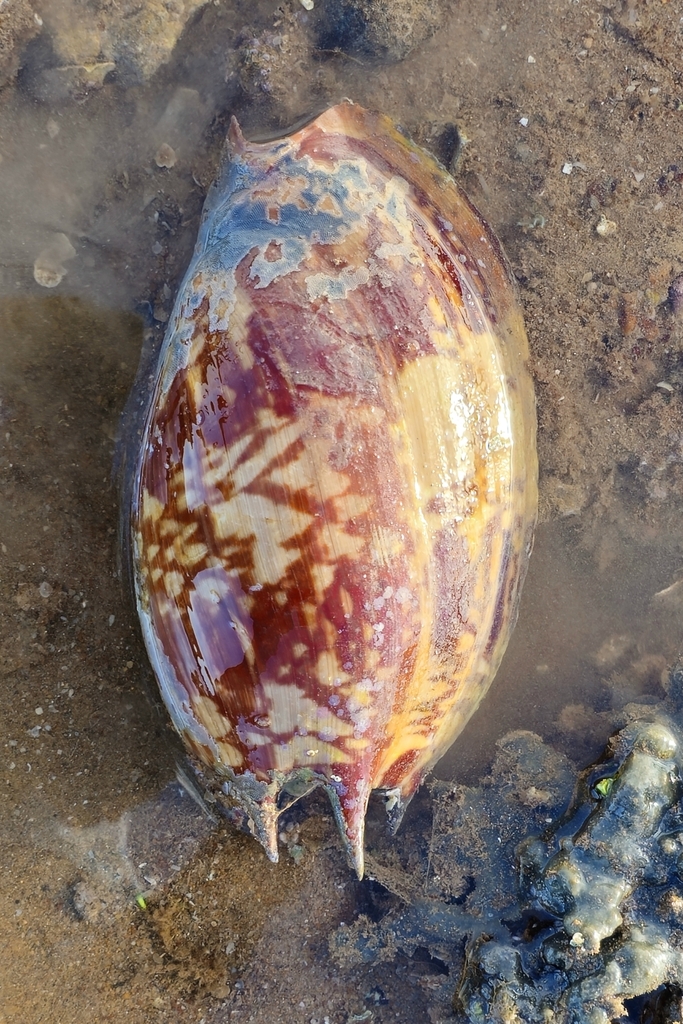 Melon Shell from Port Hedland, WA, Australia on April 13, 2024 at 07:12 ...