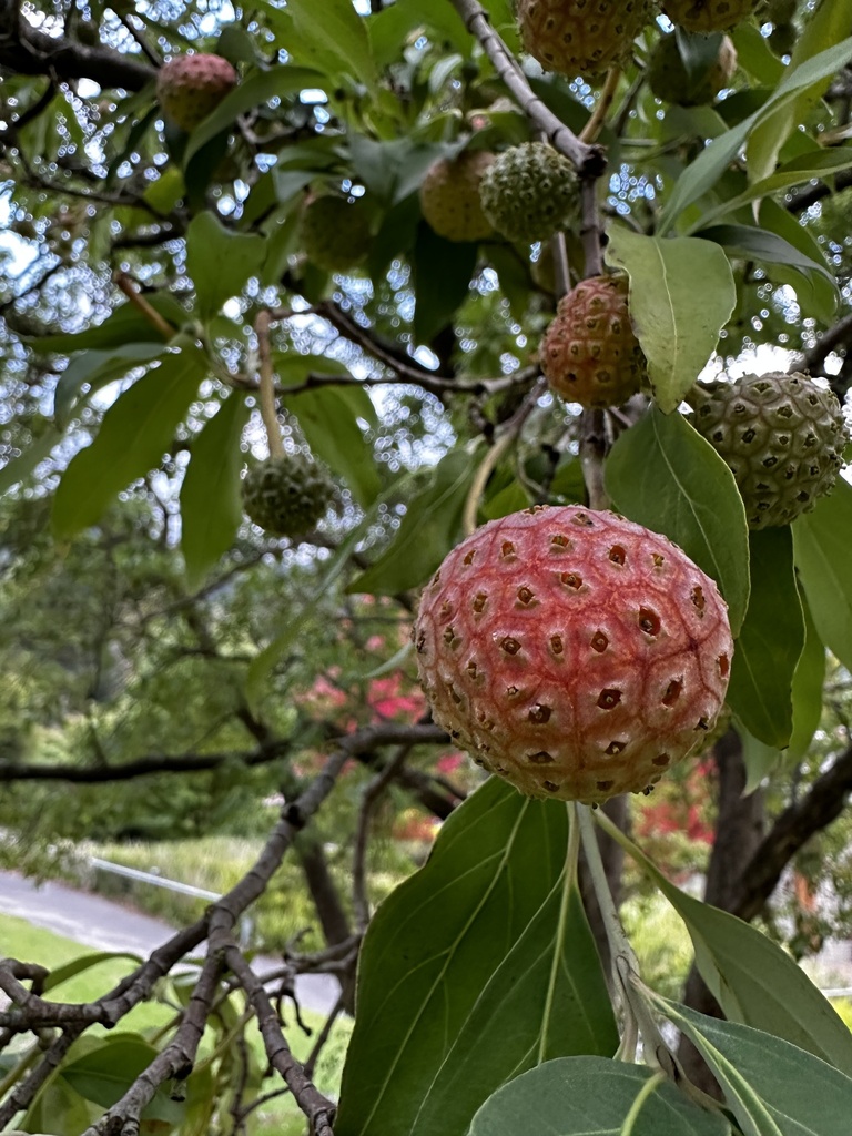 Strawberry dogwood from Warburton Rail Trl, Warburton, VIC, AU on April ...