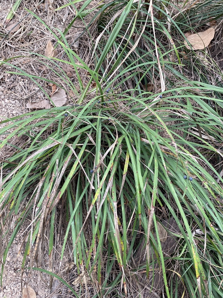 Dwarf Lily-turf from 黑沙水庫郊野公園, 路環, MO on April 13, 2024 at 05:09 PM by ...