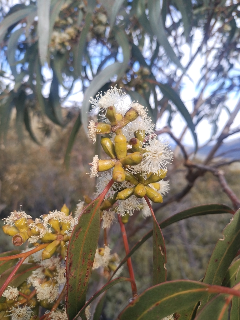 Long-leaved Box from Halls Gap VIC 3381, Australia on April 13, 2024 at ...