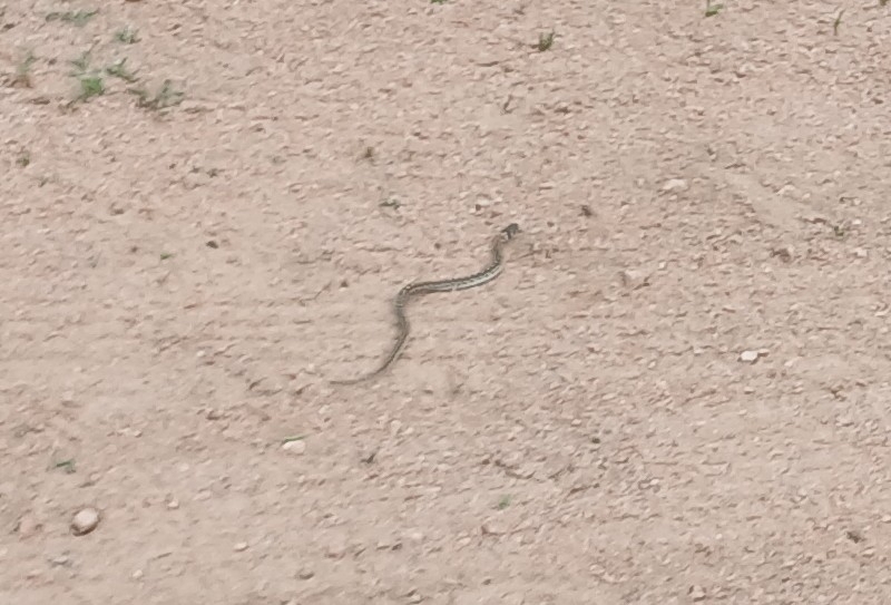Checkered Garter Snake from Llano, TX 78643, USA on April 6, 2024 at 11 ...