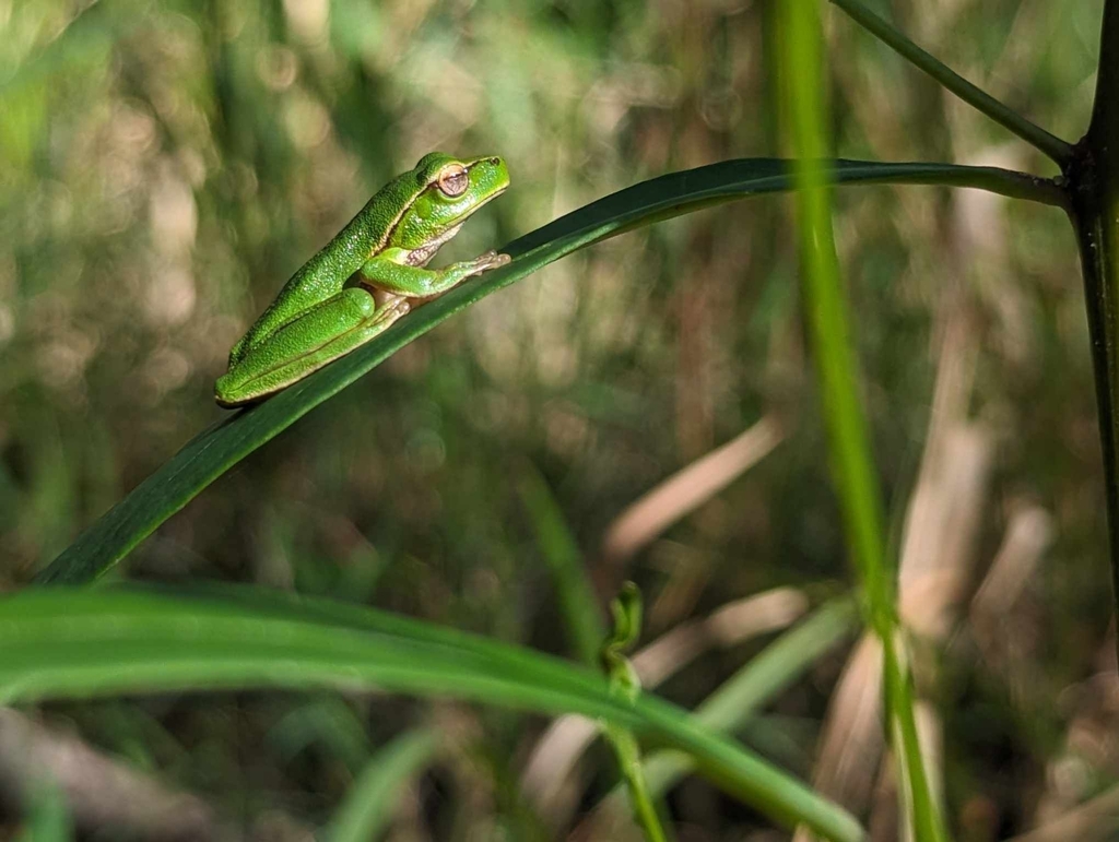 Leaf-green Stream Frog from Sun Valley NSW 2777, Australia on April 6 ...