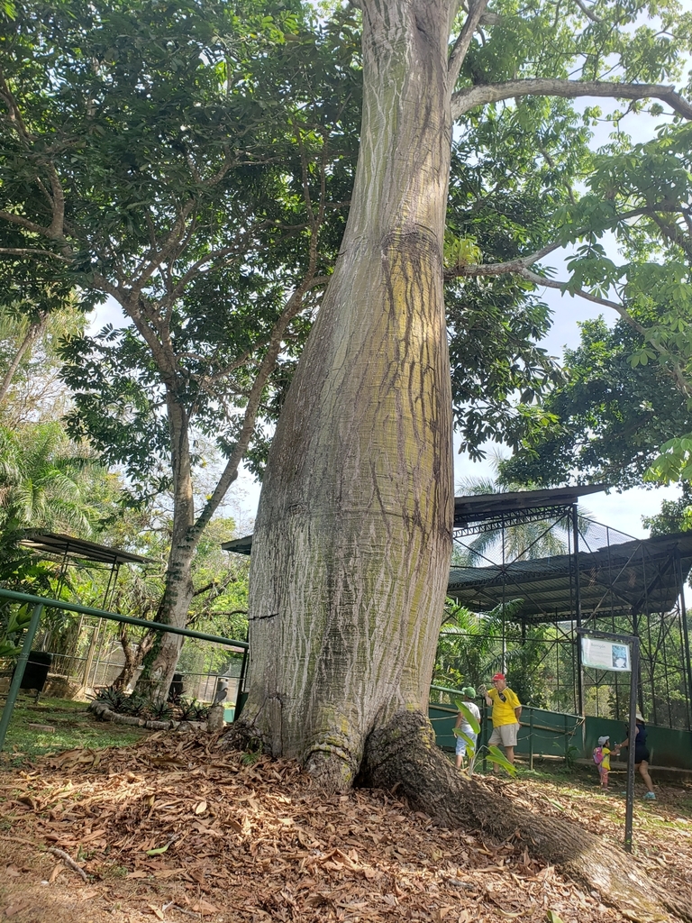 Barrigon Kapoktree from Parque Summit, Panamá on April 28, 2019 at 10: ...