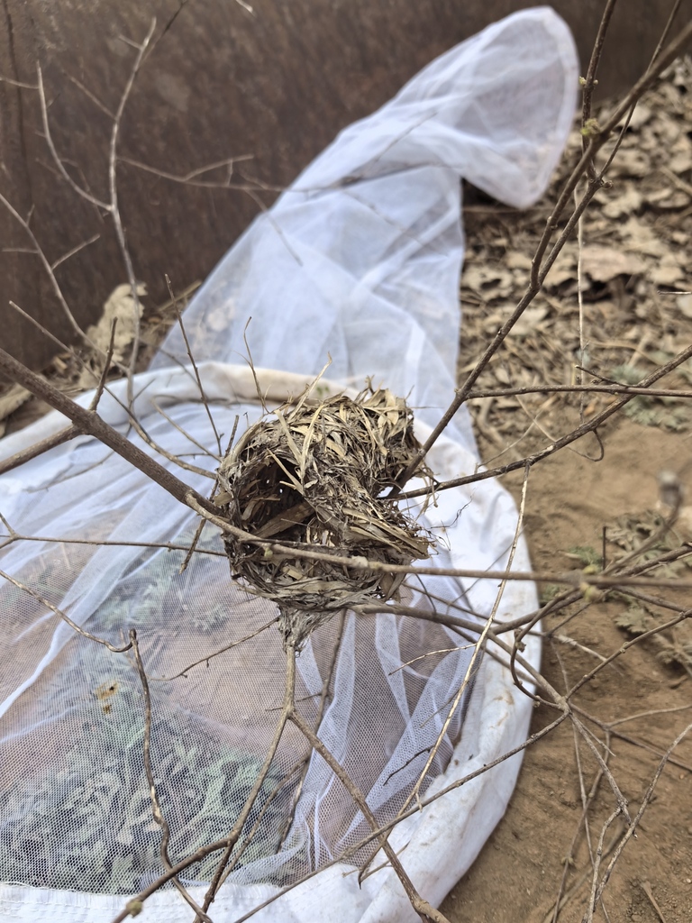 Vinous-throated Parrotbill from 中国北京市昌平区 on April 13, 2024 at 01:16 PM ...